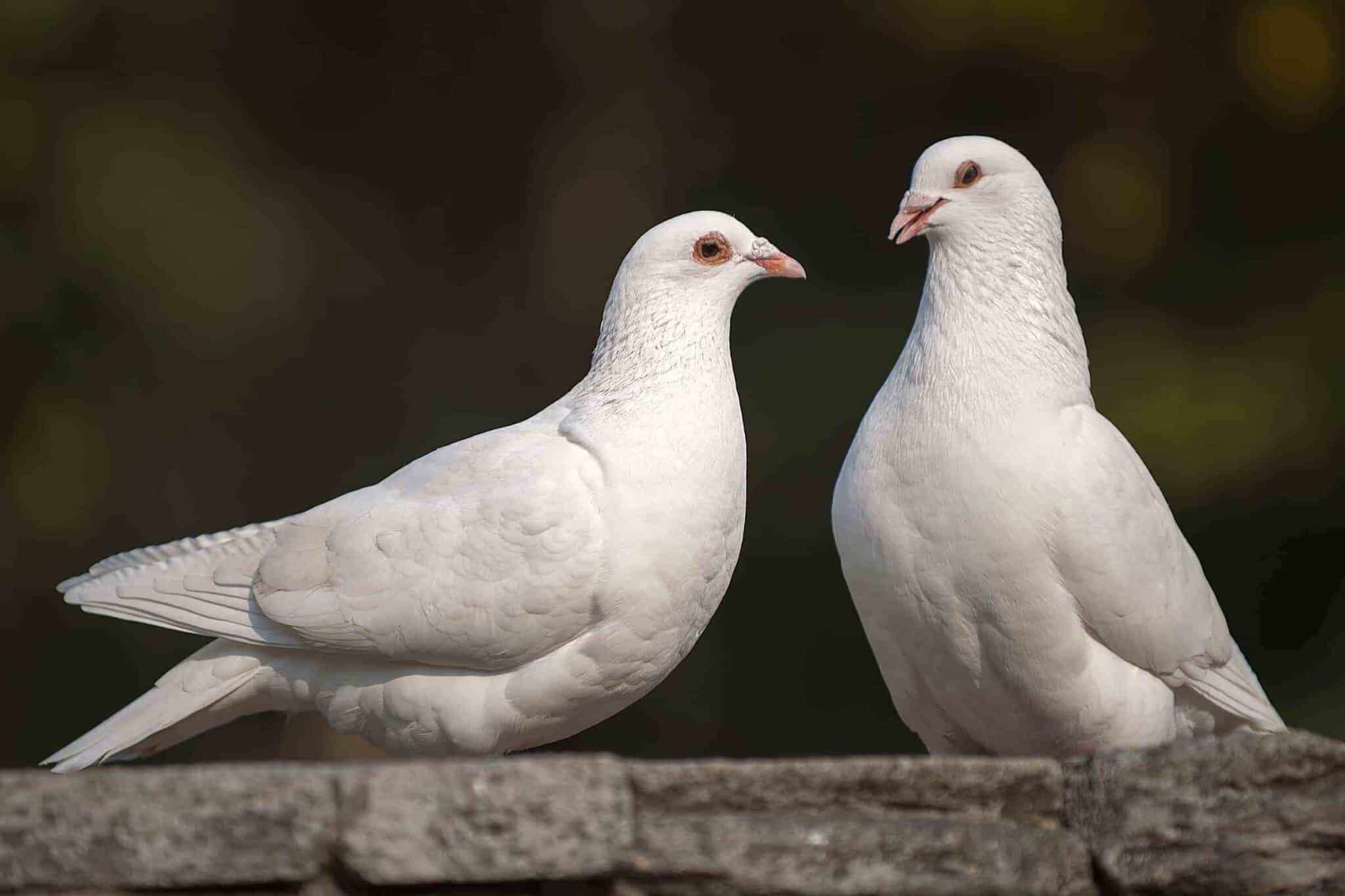 Dove vs. Pigeon: 10 Key Differences You Need to Know