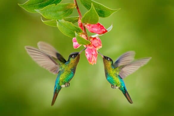 How Long Do Hummingbirds Live? - Hummingbird Lifespan