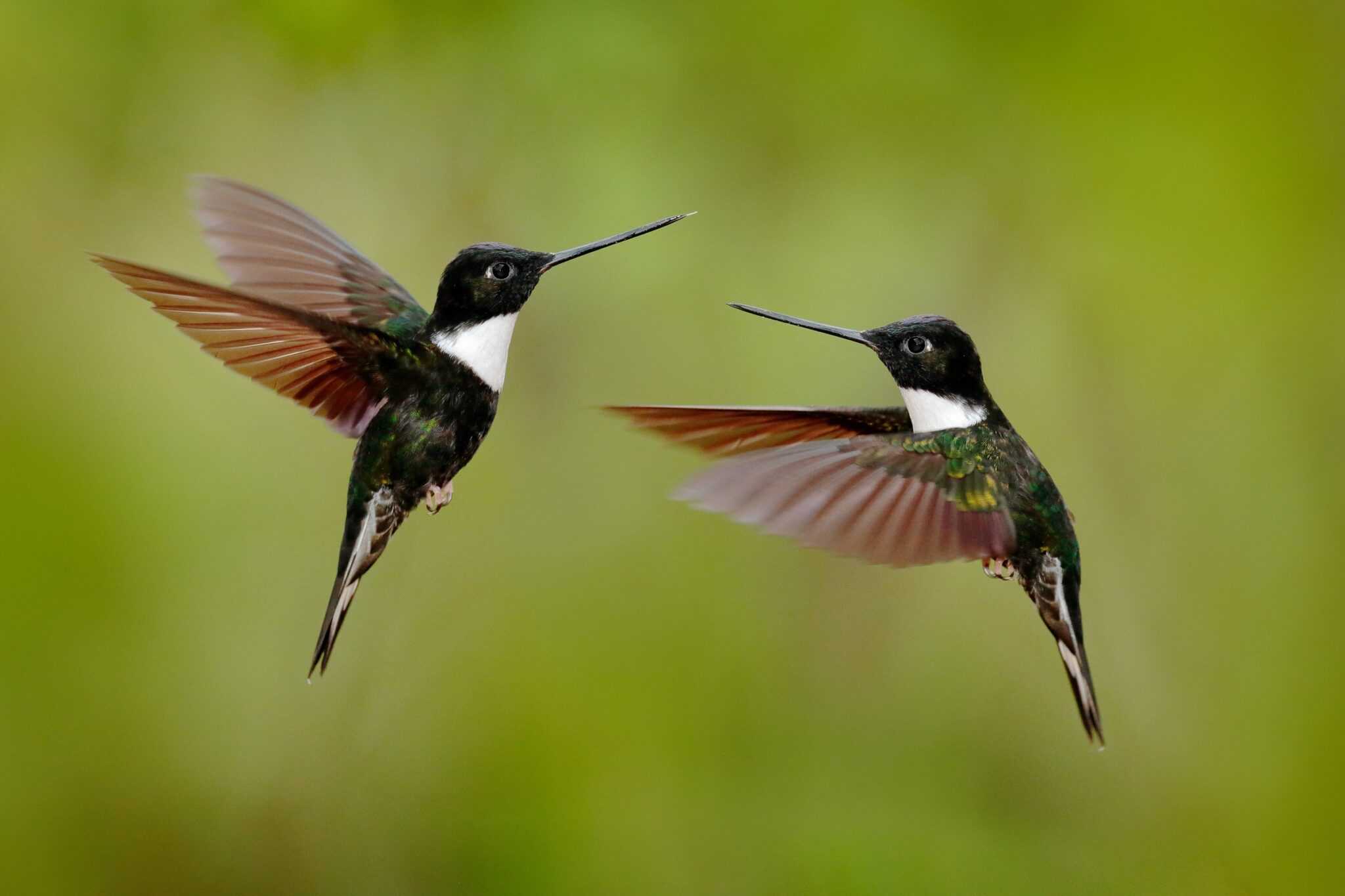 How Long Do Hummingbirds Live? - Hummingbird Lifespan