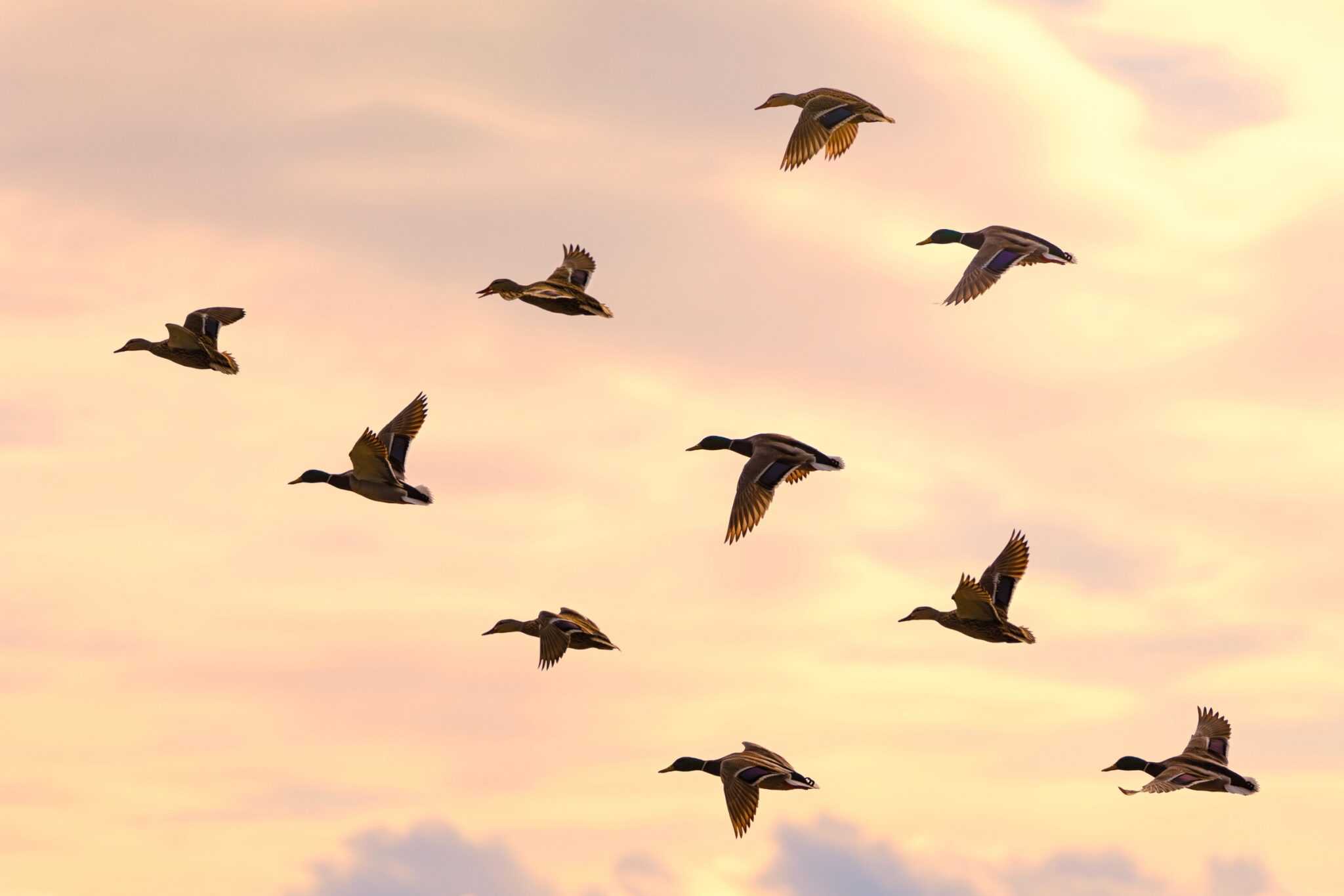 Can Ducks Fly? (Distance, Height, Speed & FAQs) - Bird Helpful