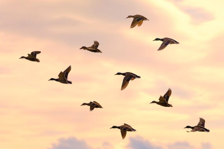 Can Ducks Fly? (Distance, Height, Speed & FAQs) - Bird Helpful