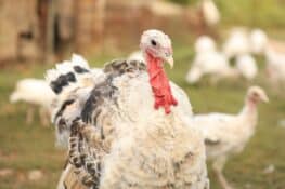 Can Turkeys Fly? (Distance, Height, Speed & FAQs)