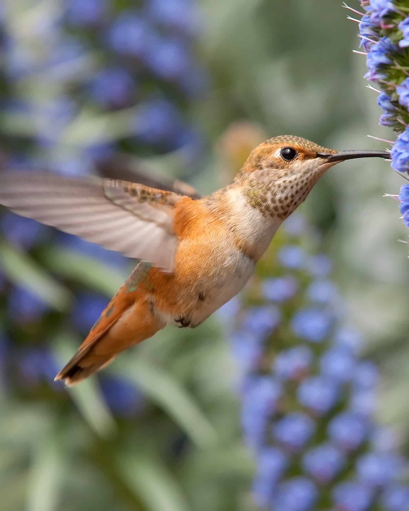 How Long Do Hummingbirds Live? - Hummingbird Lifespan