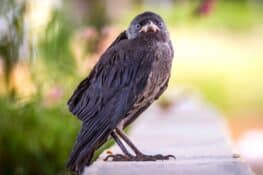 Baby Crows: Everything You Need to Know
