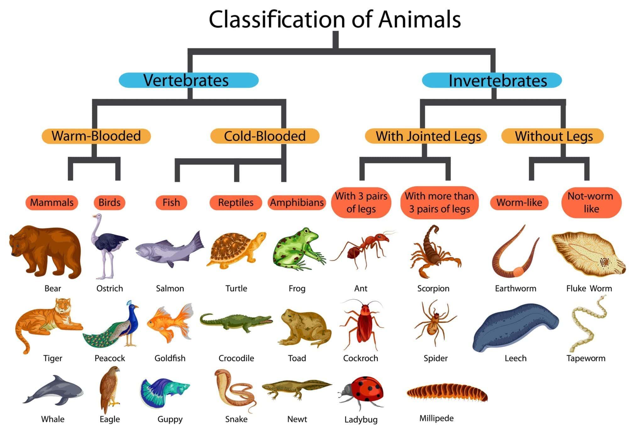 Are Birds Mammals? Everything You Need to Know!