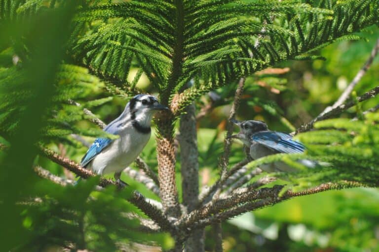 Baby Blue Jays: All You Need to Know