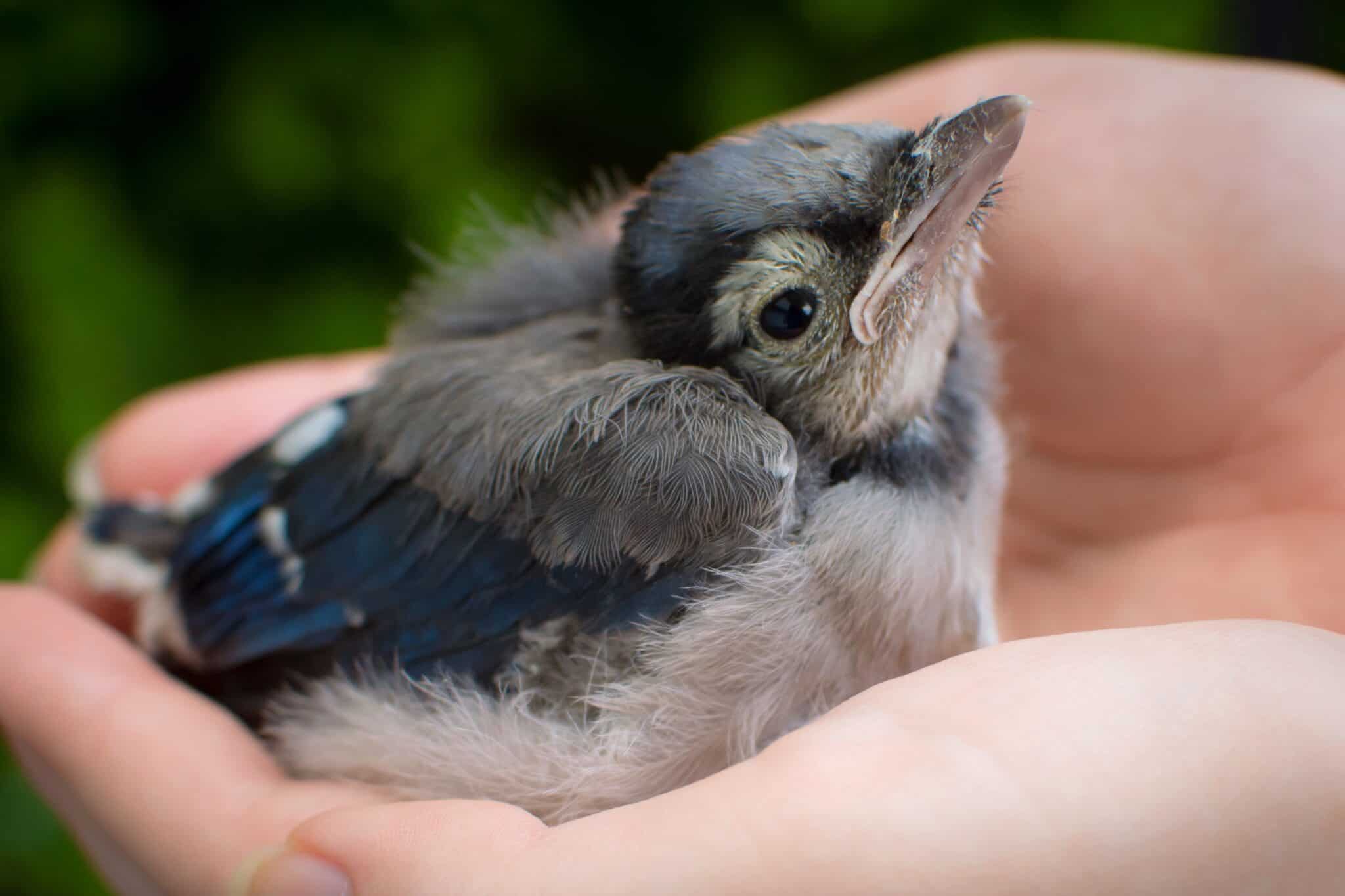 Baby Blue Jays: All You Need to Know