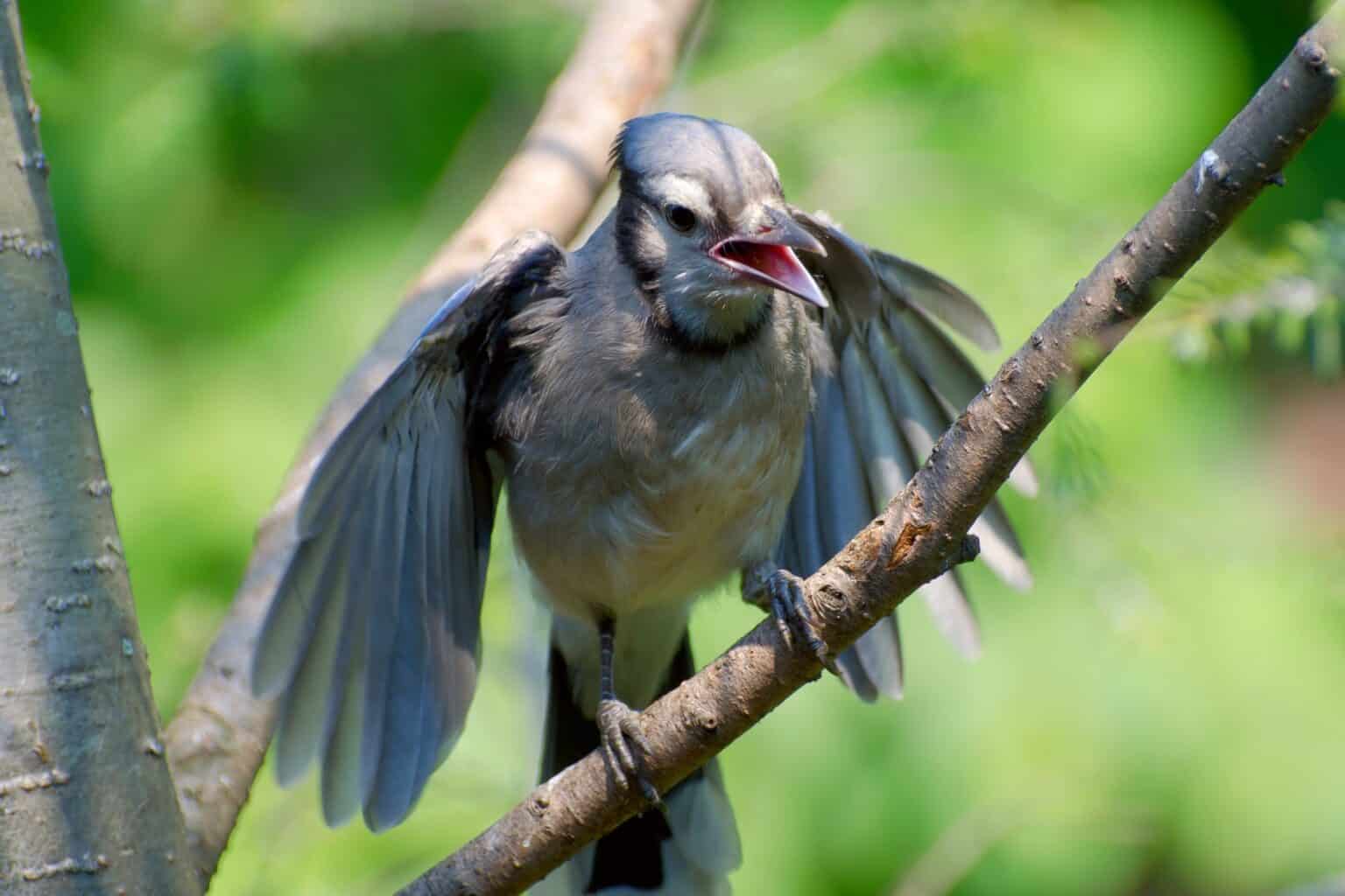 Baby Blue Jays: All You Need to Know
