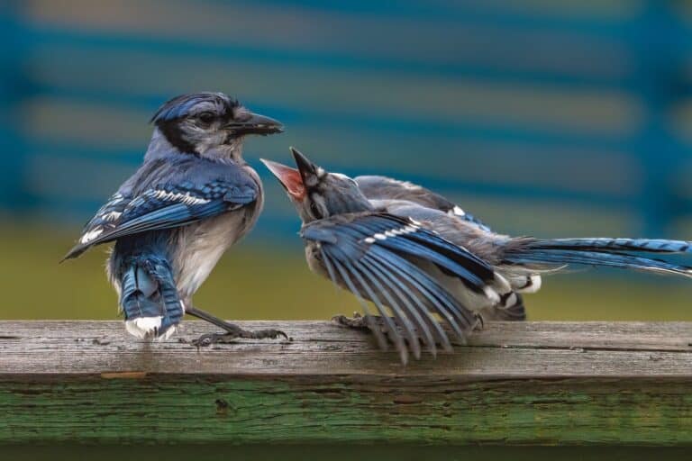 Baby Blue Jays: All You Need to Know