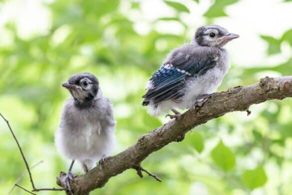 Caring for Baby Ducks: 14 Things You Need to Know