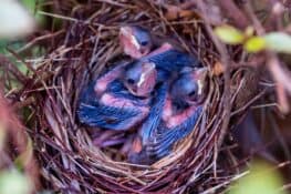Baby Cardinals: Everything You Need to Know