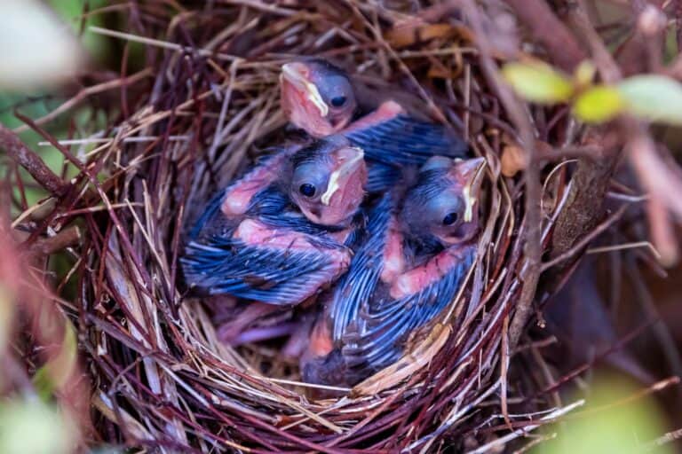 Baby Cardinals: Everything You Need to Know