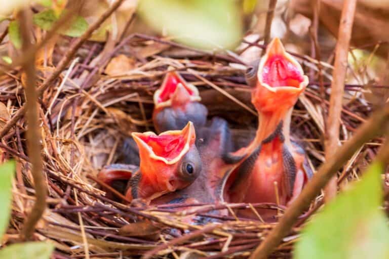 Baby Cardinals: Everything You Need to Know
