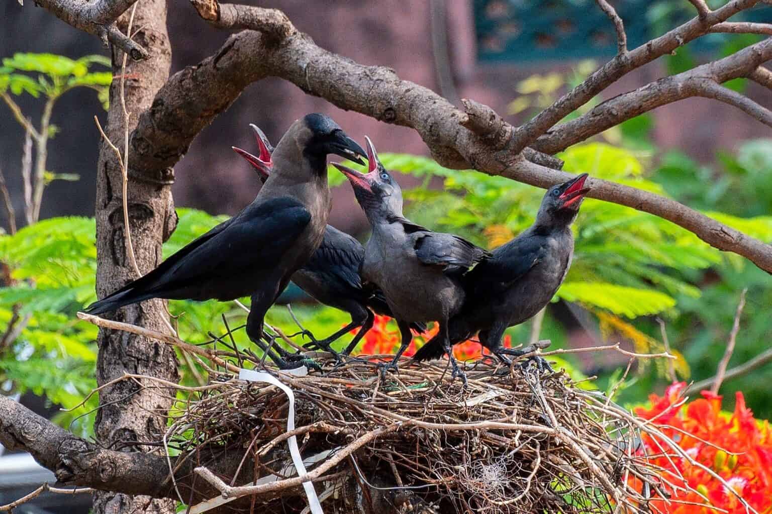 Baby Crows: Everything You Need to Know (With Pictures)