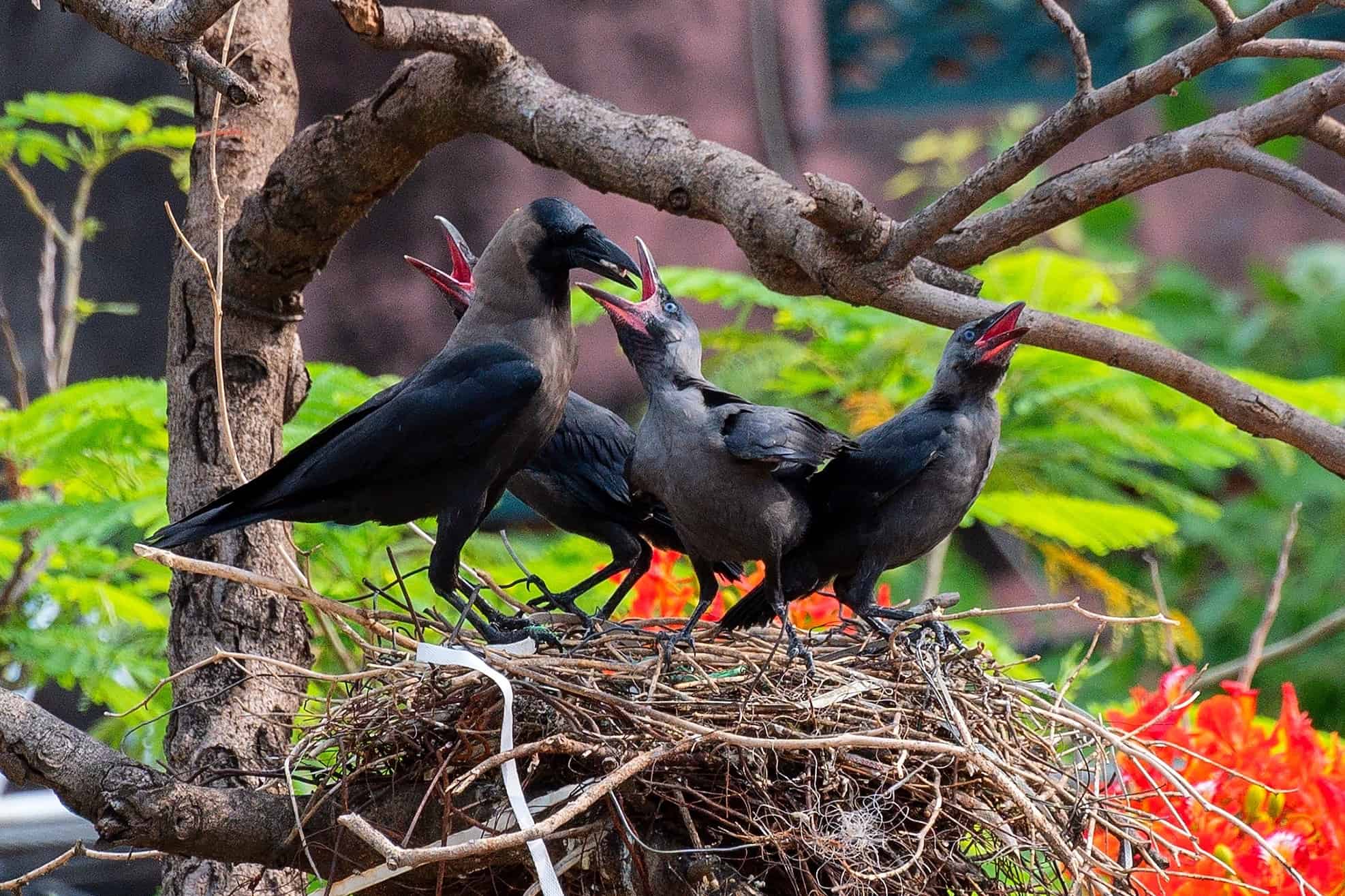Baby Crows: Everything You Need to Know (With Pictures)