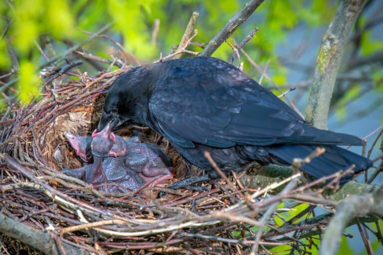 Baby Crows: Everything You Need to Know
