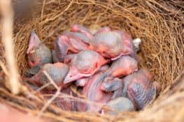 Baby Crows: Everything You Need to Know
