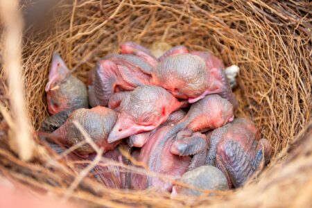 Baby Crows: Everything You Need to Know