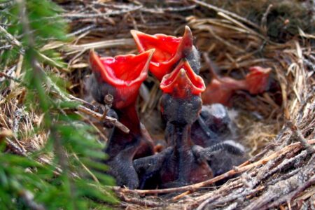 Baby Crows: Everything You Need to Know