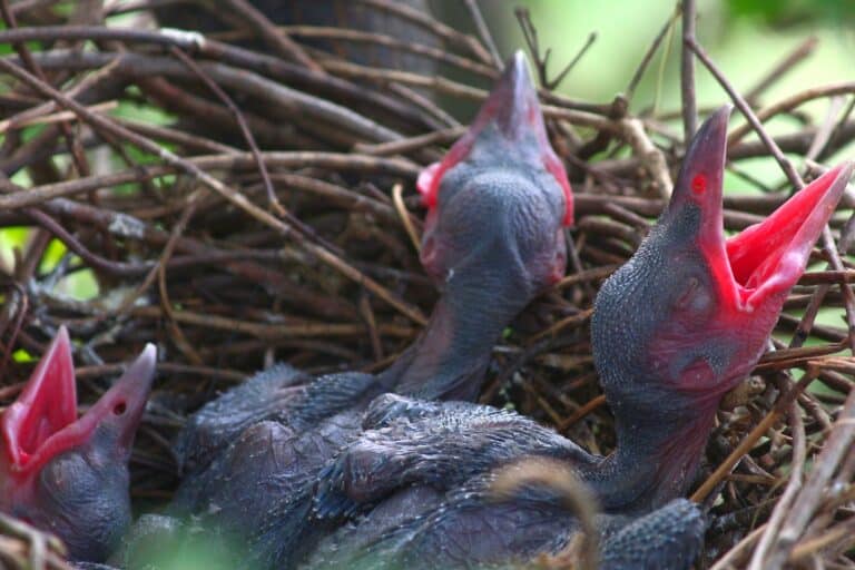 Baby Crows: Everything You Need to Know