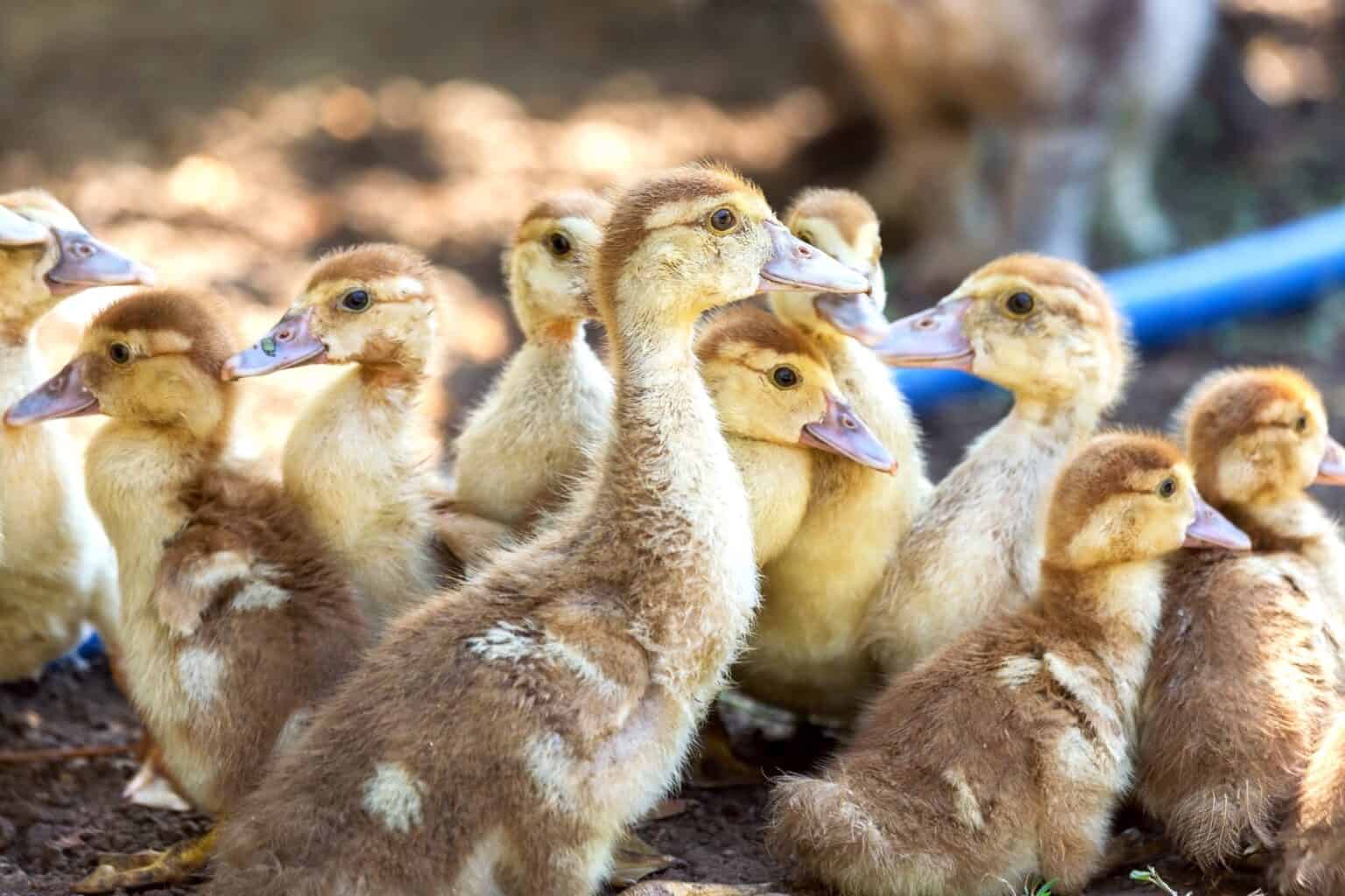 Baby Geese: Everything You Need to Know