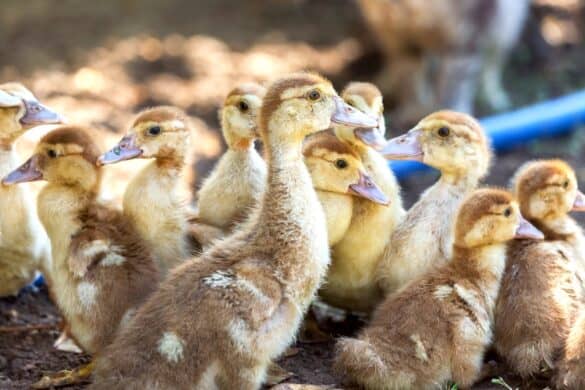 Baby Geese: Everything You Need to Know