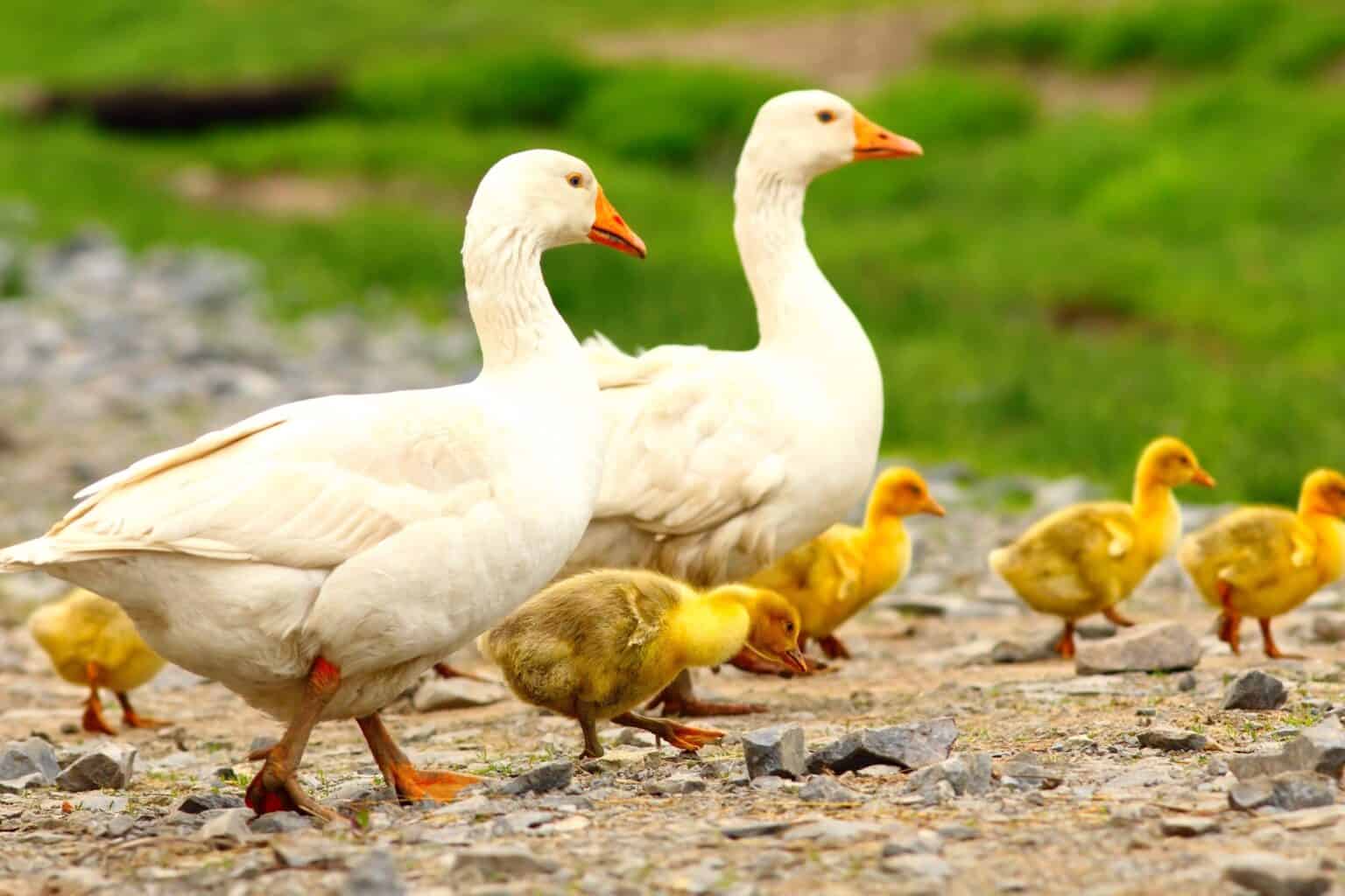 Baby Geese: Everything You Need to Know