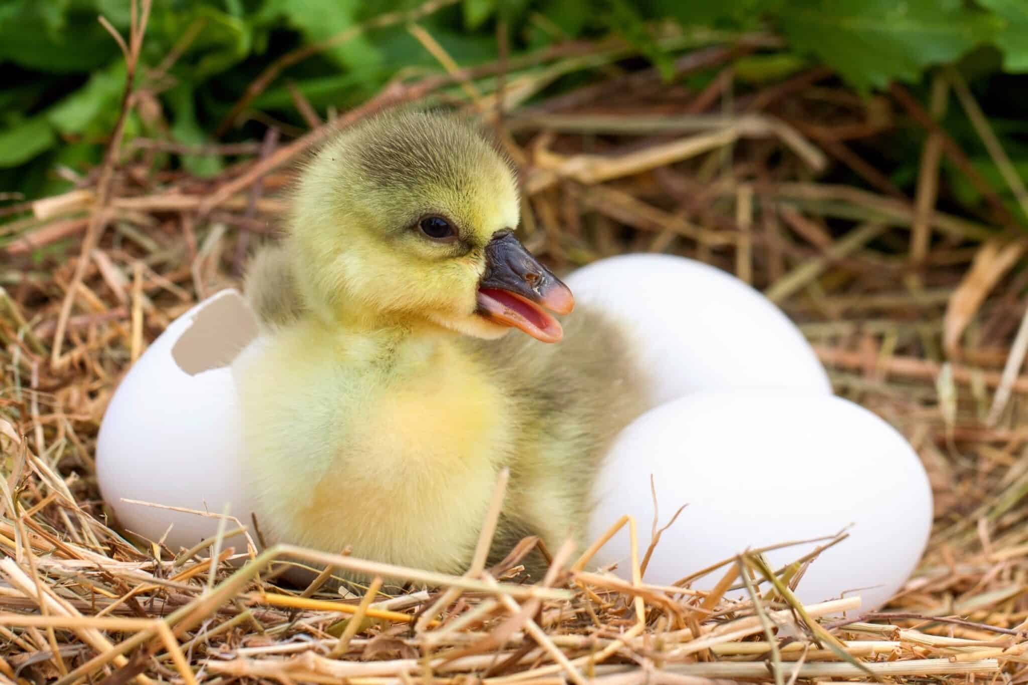 Baby Geese: Everything You Need to Know