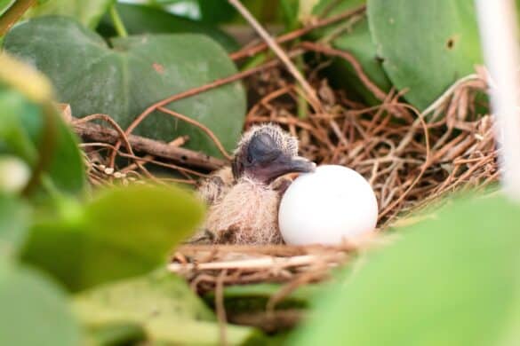 Caring for Baby Ducks: 14 Things You Need to Know