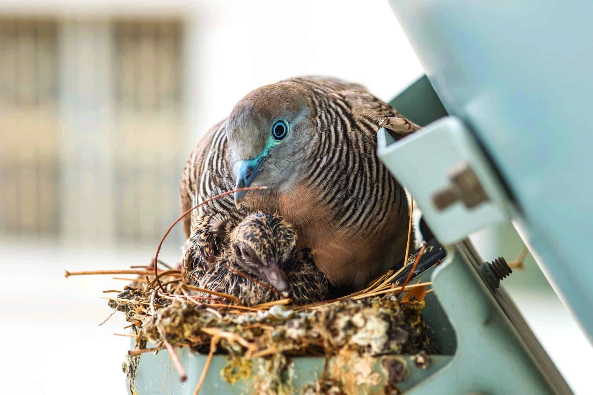Mourning Dove Eggs and Baby Mourning Doves