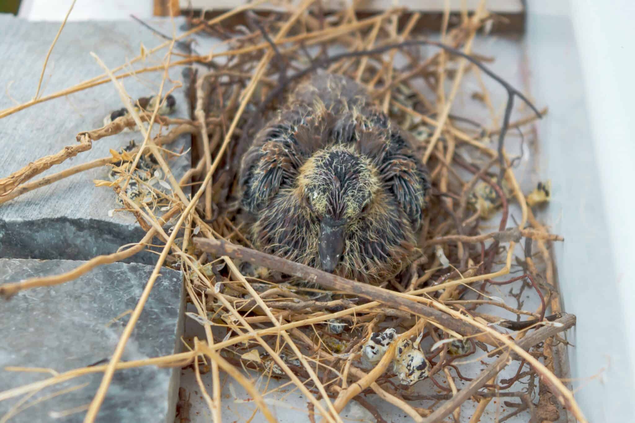 Mourning Dove Eggs and Baby Mourning Doves