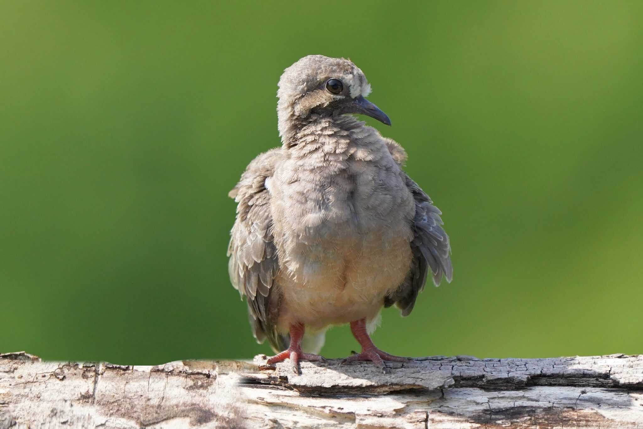 Mourning Dove Eggs and Baby Mourning Doves