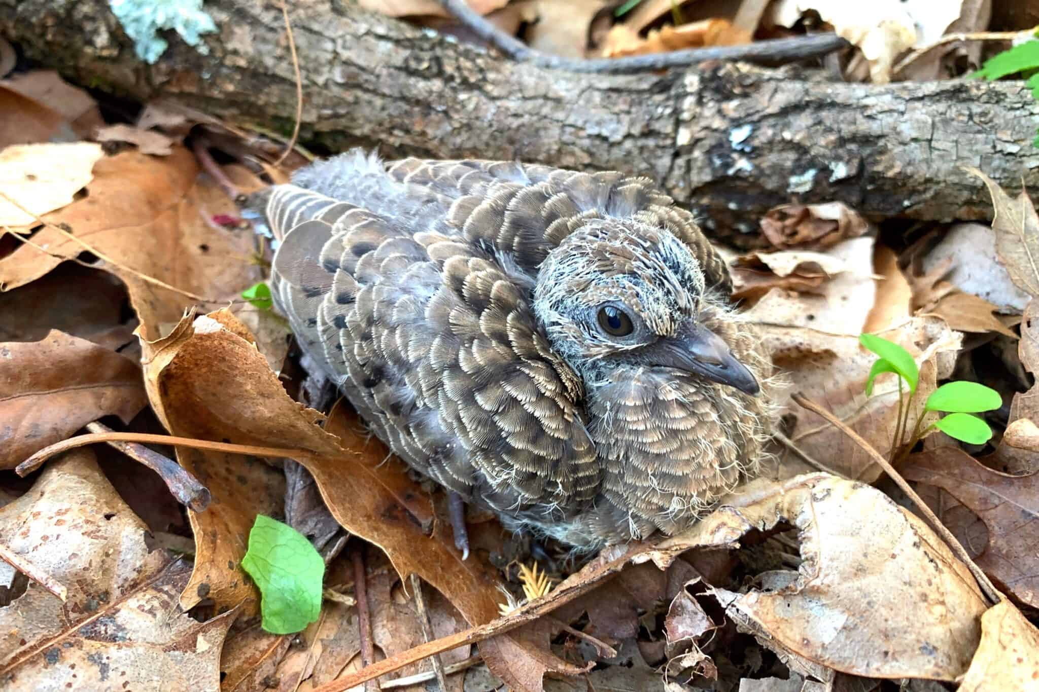 Mourning Dove Eggs and Baby Mourning Doves