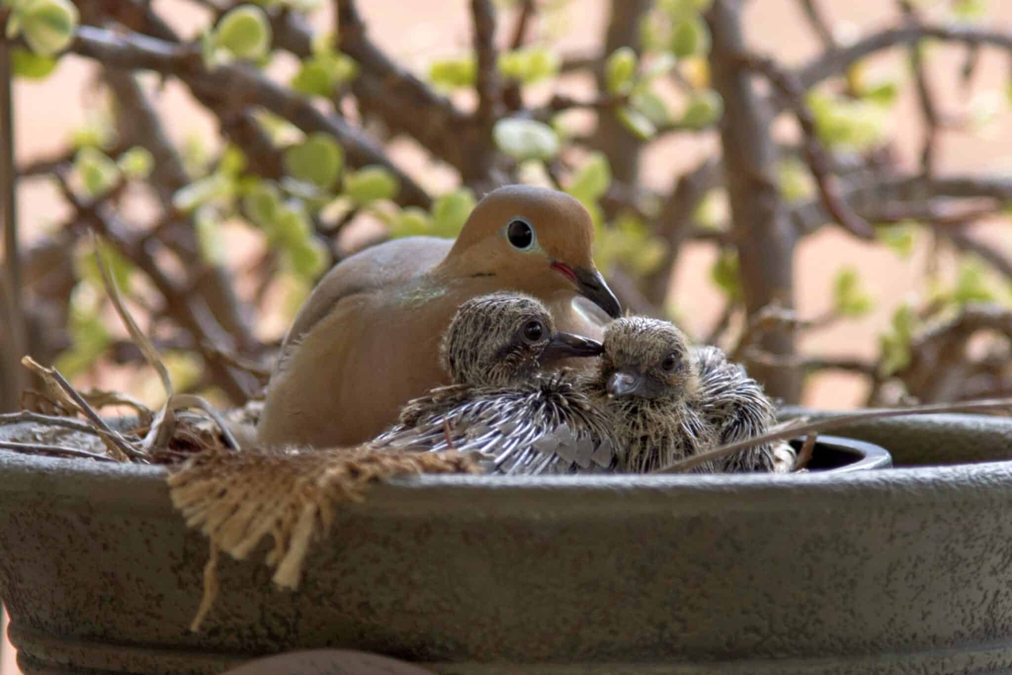 Mourning Dove Eggs and Baby Mourning Doves