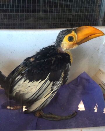 Baby Toucans: Everything You Need to Know