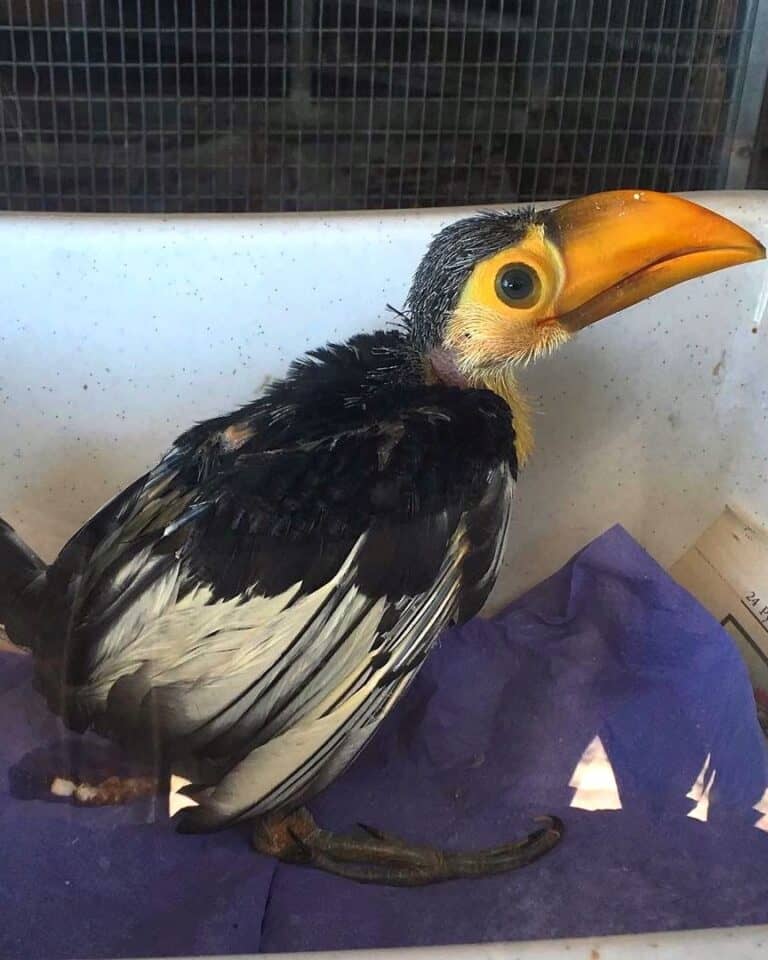 Baby Toucans: Everything You Need to Know