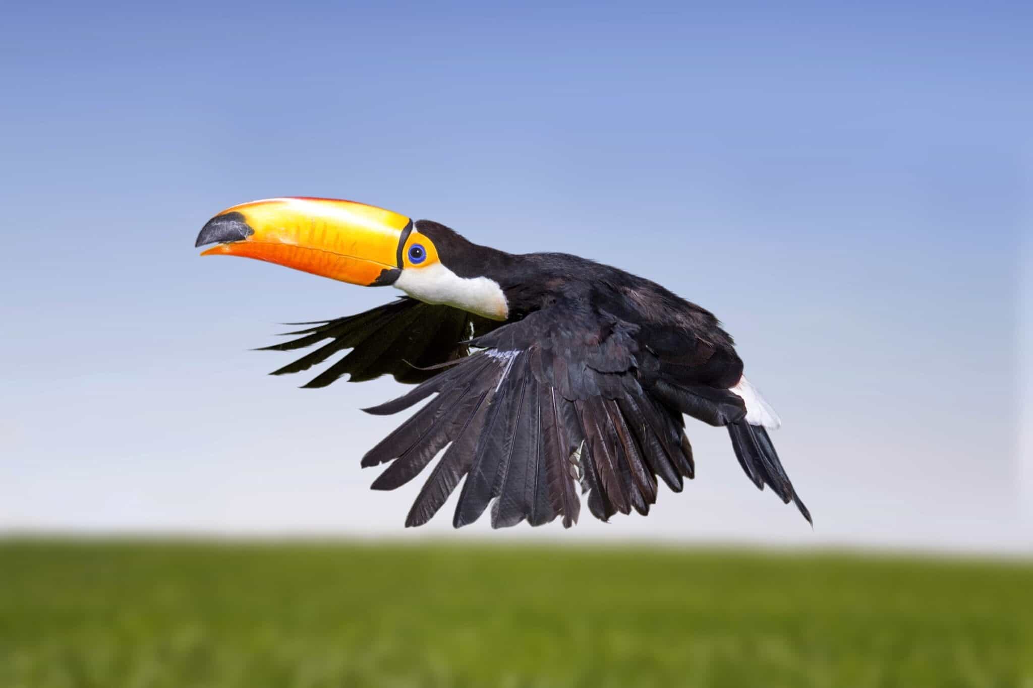 Baby Toucans: Everything You Need to Know