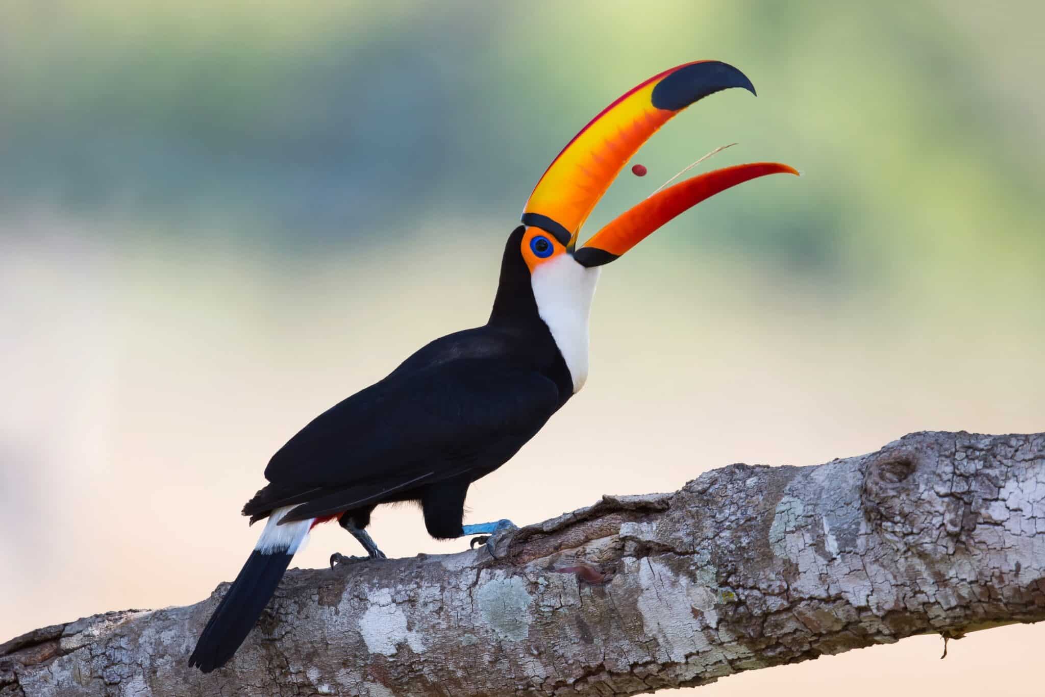 Baby Toucans: Everything You Need to Know