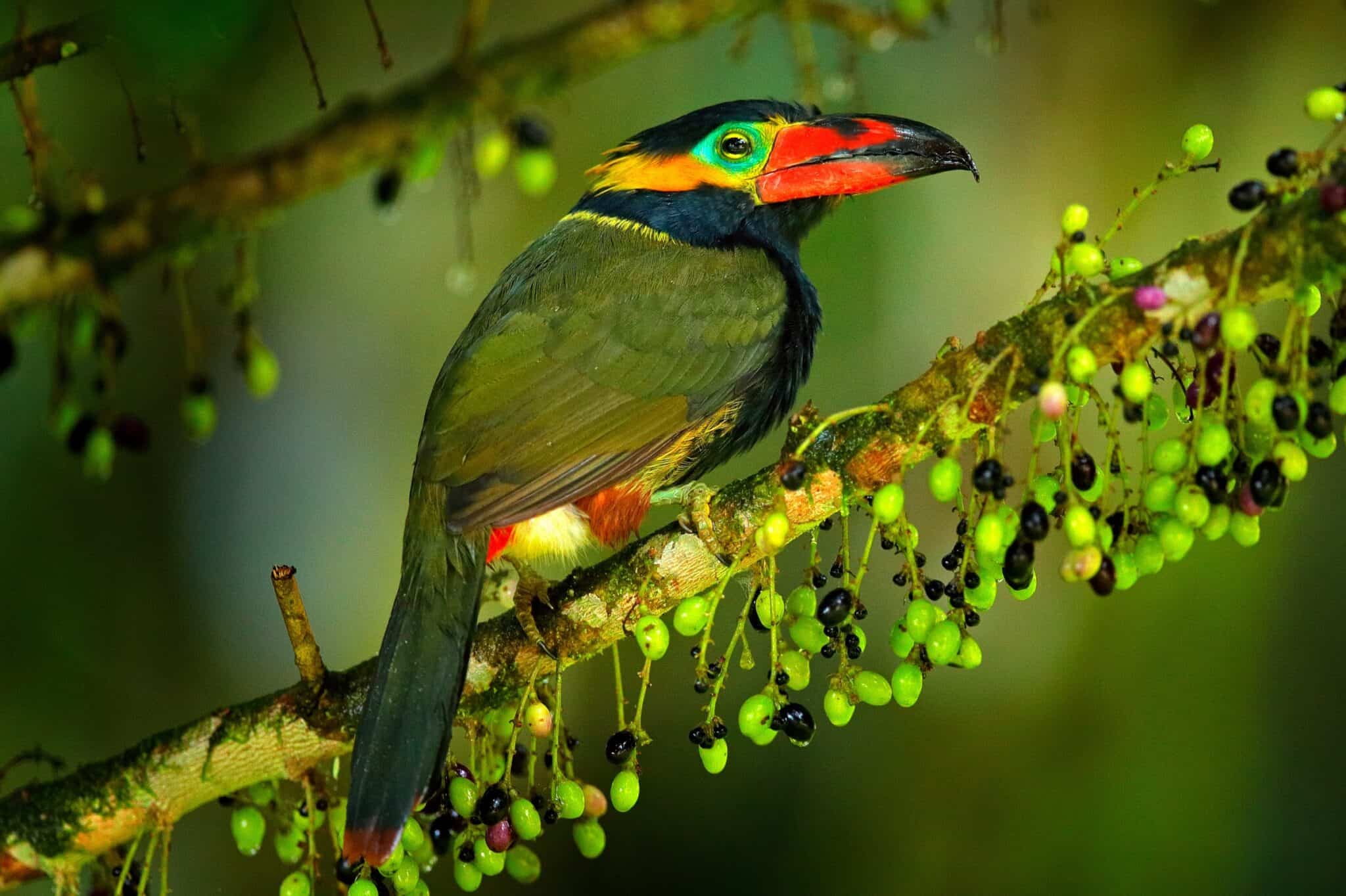 Baby Toucans: Everything You Need to Know