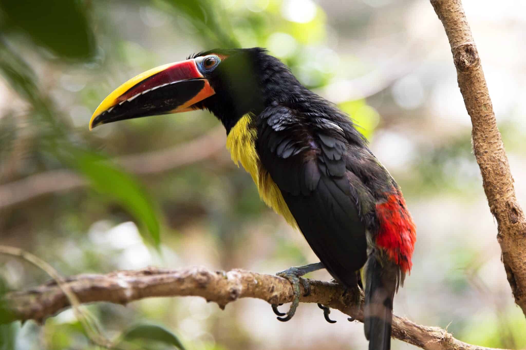 Baby Toucans: Everything You Need to Know