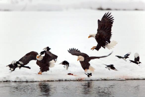 How Long Do Bald Eagles Live? - Bald Eagle Lifespan & Facts