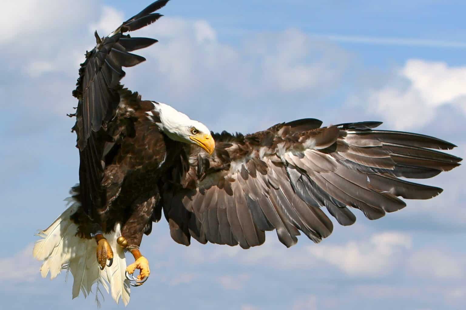 How Long Do Bald Eagles Live? - Bald Eagle Lifespan & Facts