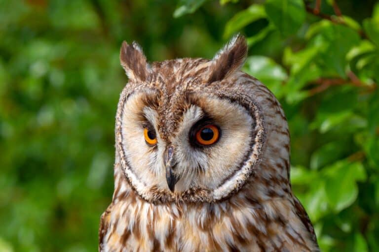 Do Birds Have Ears? Everything You Need to Know!