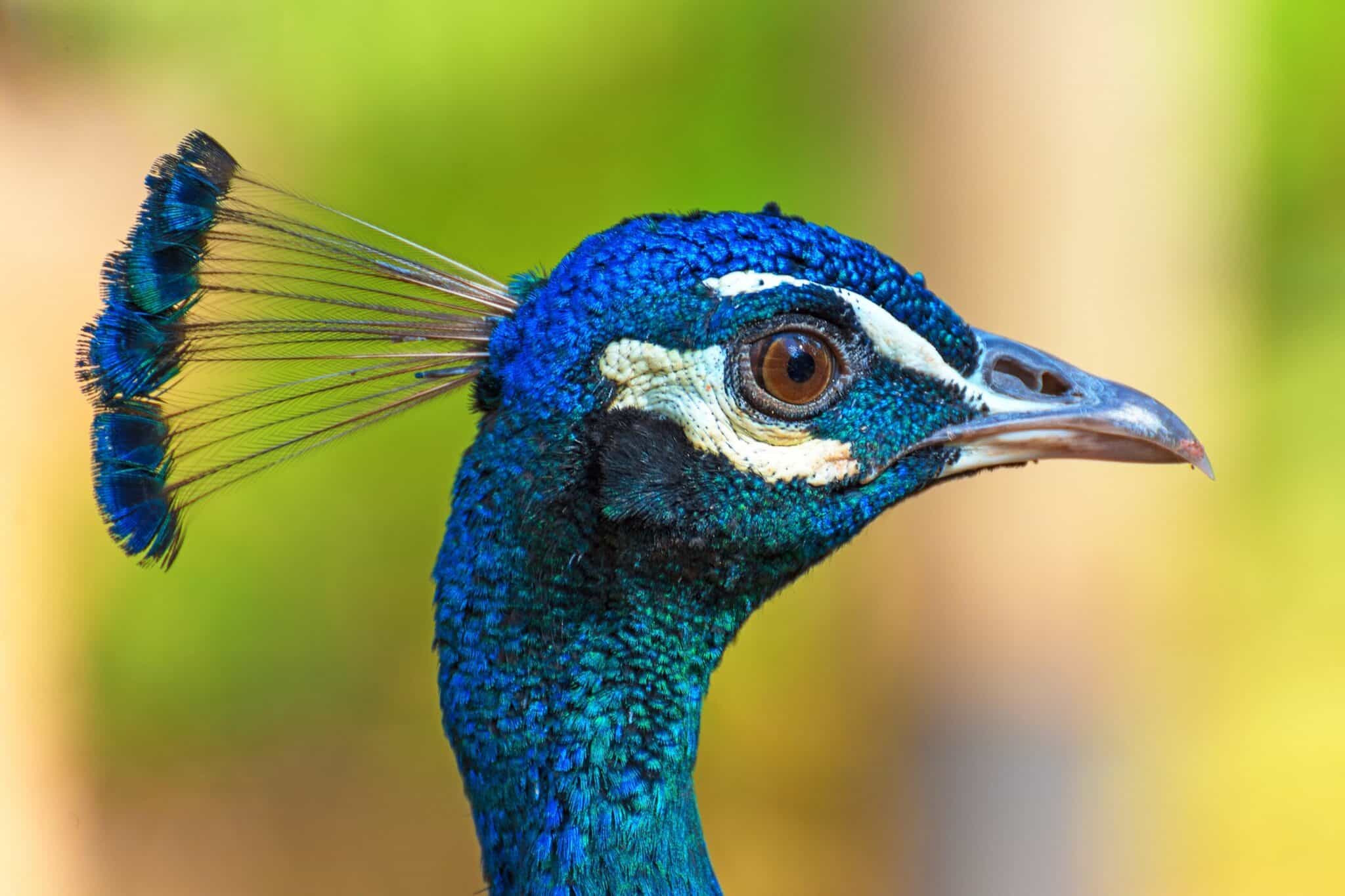 Do Birds Have Ears? Everything You Need to Know!