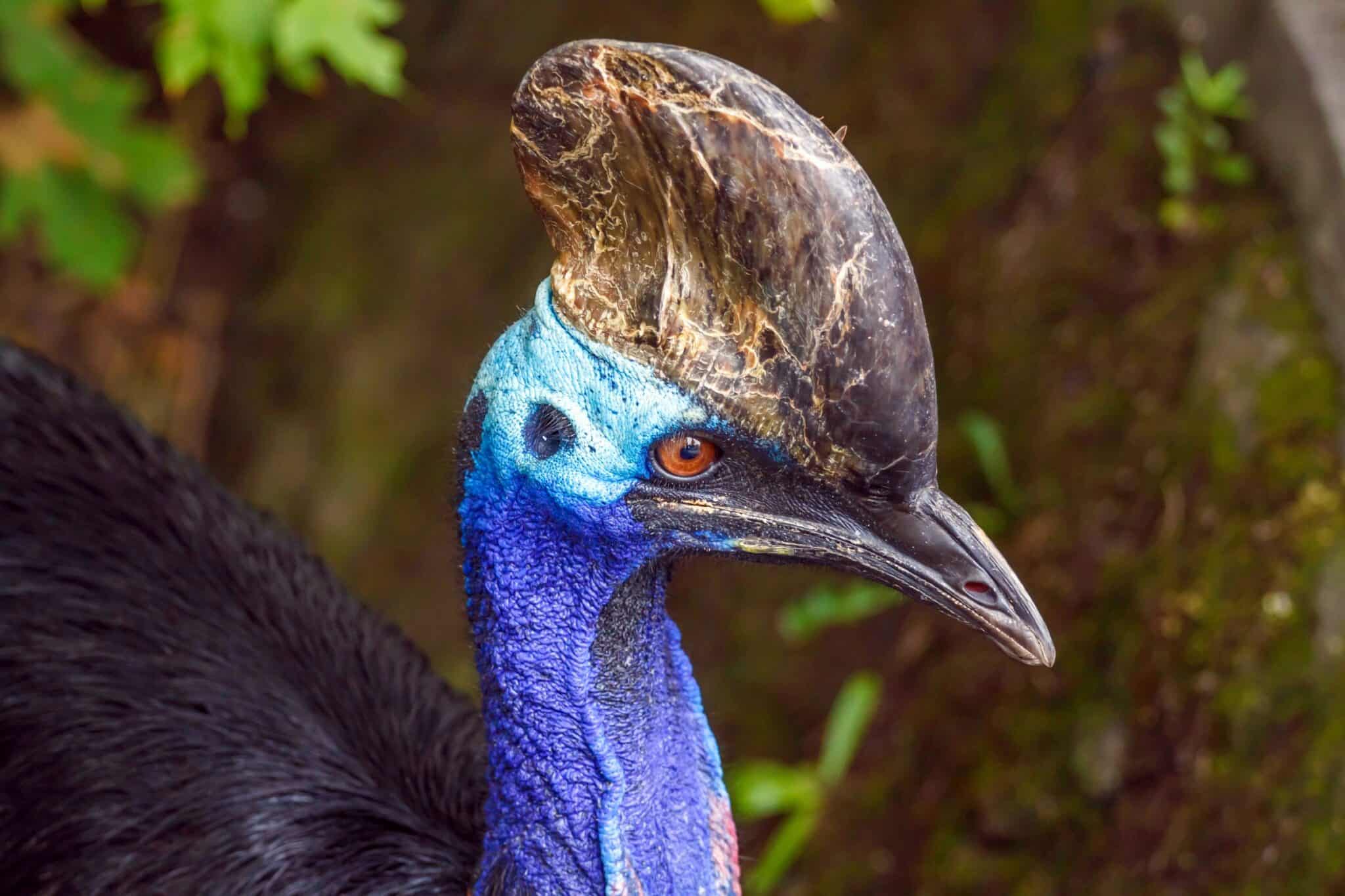 Do Birds Have Ears? Everything You Need to Know!