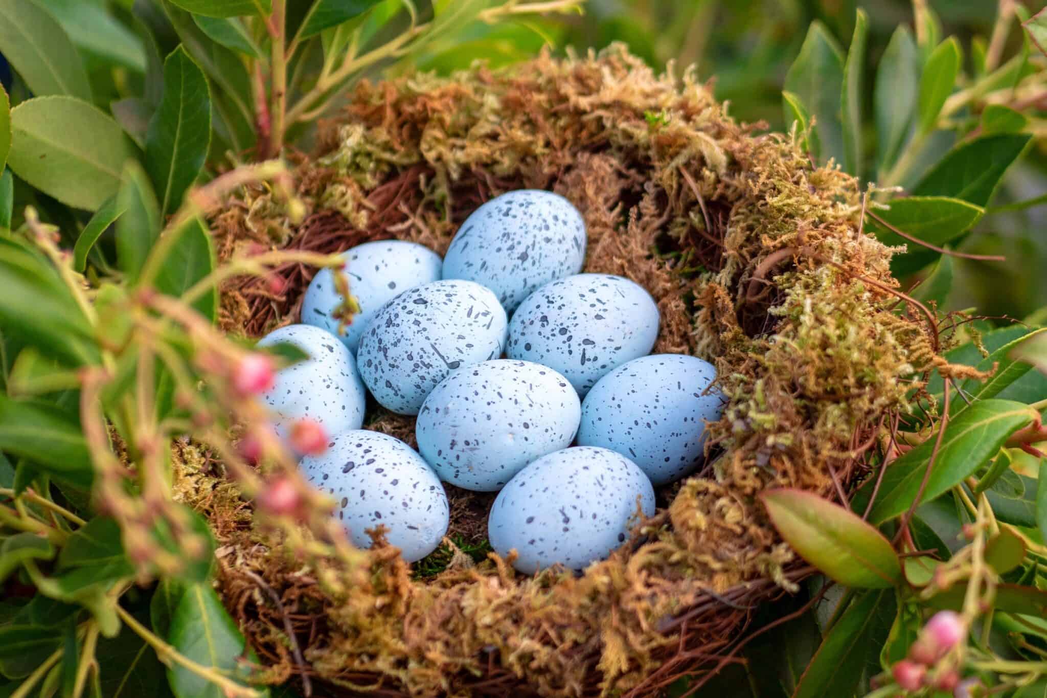 Baby Blue Jays: All You Need to Know