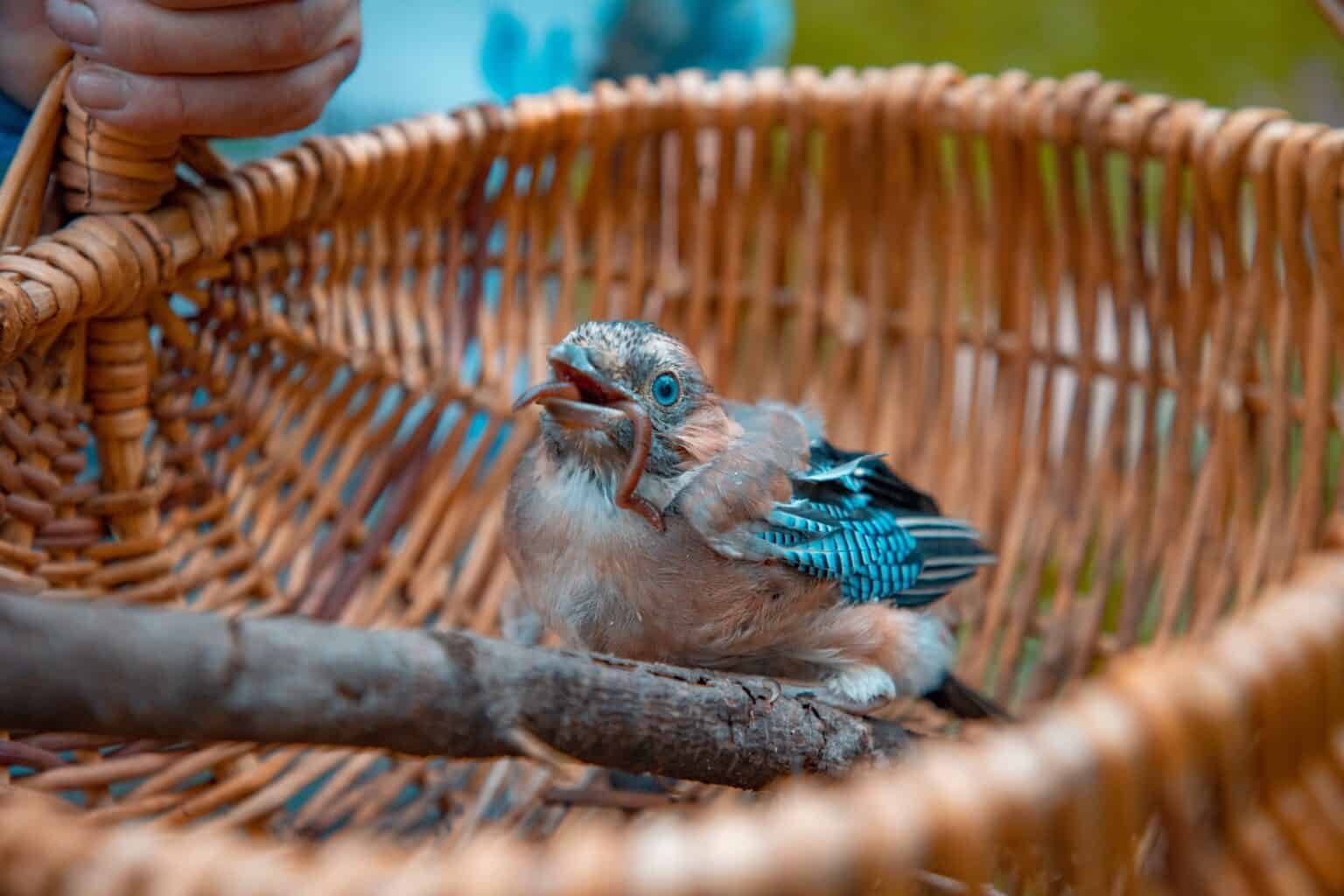 Baby Blue Jays: All You Need to Know