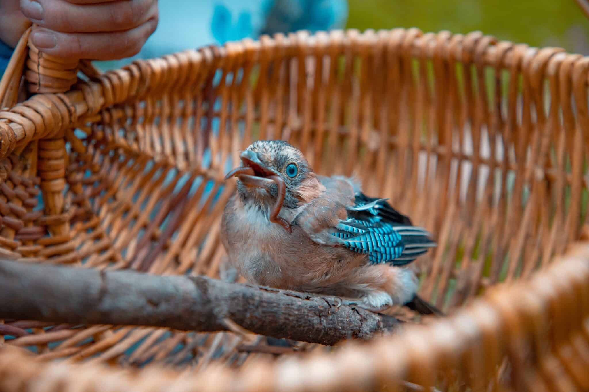 Baby Blue Jays: All You Need to Know