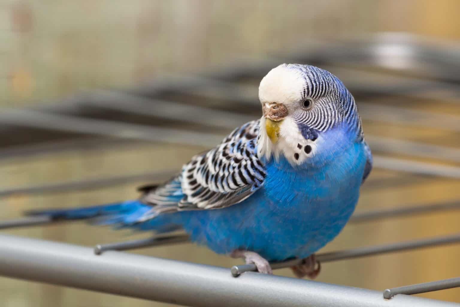 Blue Parakeet: Everything You Need to Know