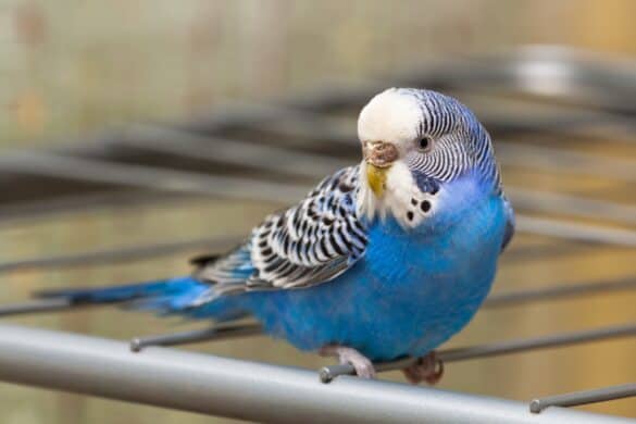 Blue Parakeet: Everything You Need to Know